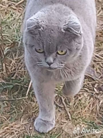 Британский вислоухий кот