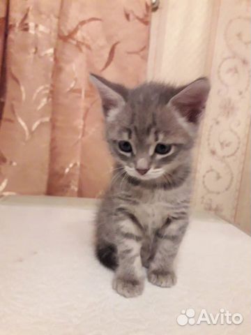 Британские котята