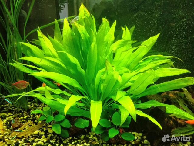 Эхинодорус амазонский аквариумное растение