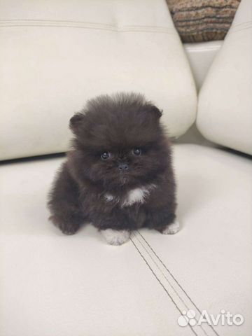 Померанский шпиц мини Уголек