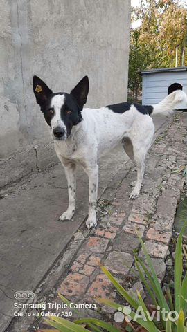 Бим ищет дом