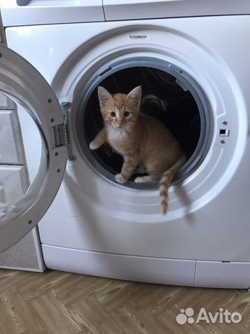 Котенок Лева