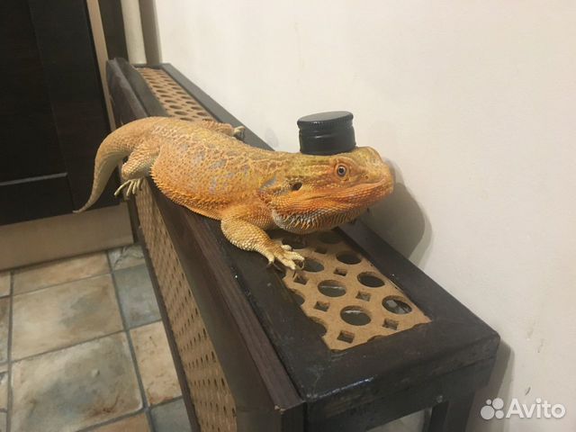 Вязка Самец Бородатой агамы
