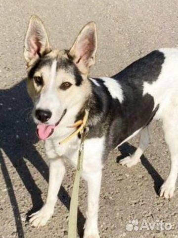 Собака щенок мёрзнет на улице