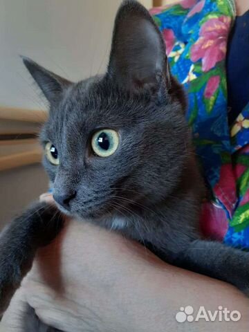 Мышка отдам в добрые руки. Доставка