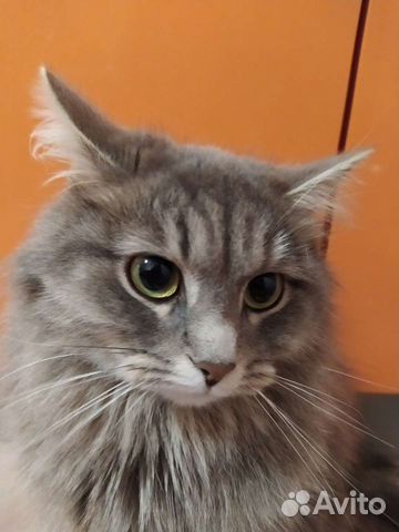 Метис) кошки