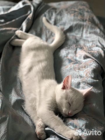Котик