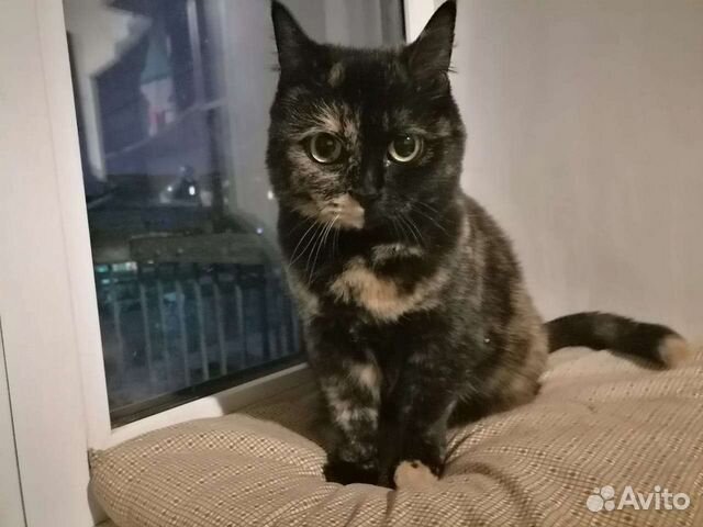 Милашка-кошечка ищет семью