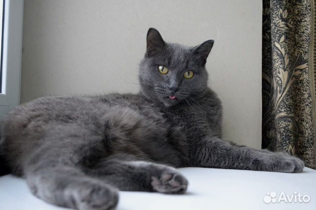 Кот бесплатно