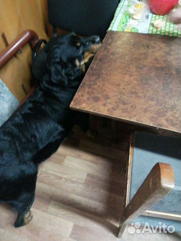 Найден ротвейлер, ищем хозяина и передержку