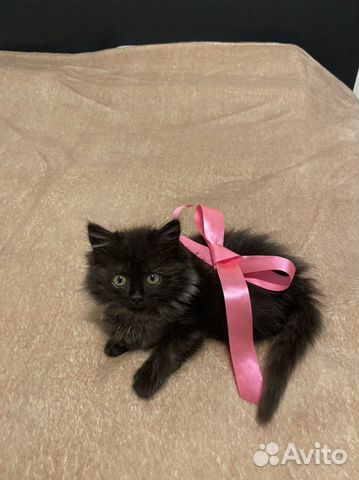 Отдаем ласкового котенка в добрые руки)