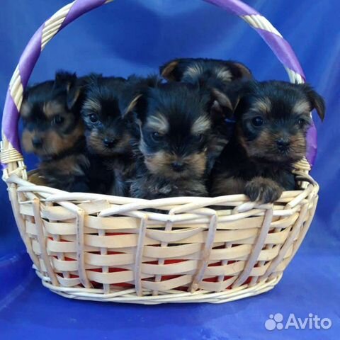 Йоркширский терьер счастье в дом