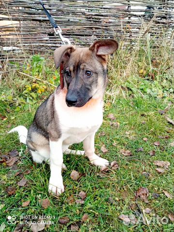 Щенок (девочка. 4 месяца) ищет дом