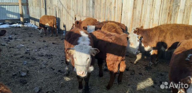 Бычки и тёлки