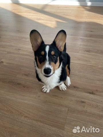 Продаем щенка корги-кардиган 6 месяцев