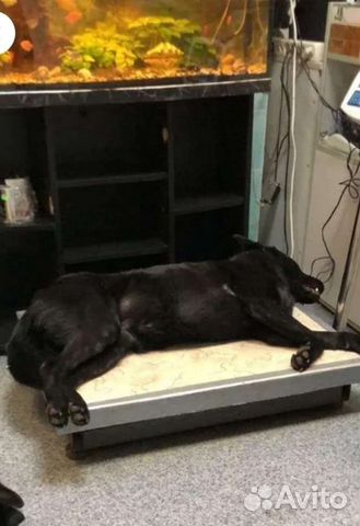 Собака погибнет