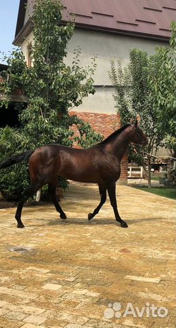 Чистокровный жеребец