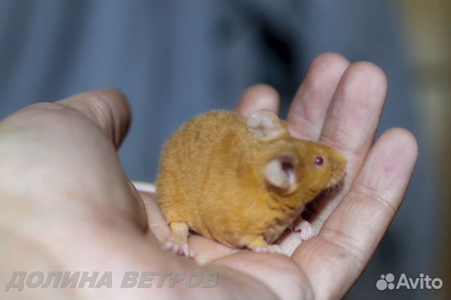 Мышка рекс окрас фавн самец