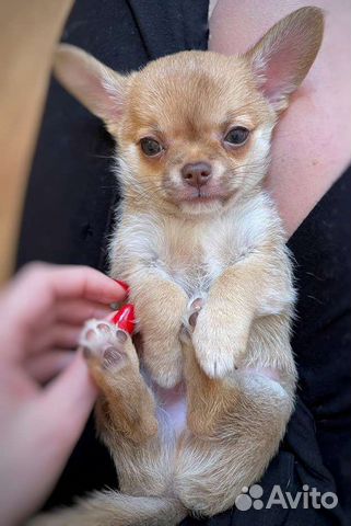 Щенки чихуахуа