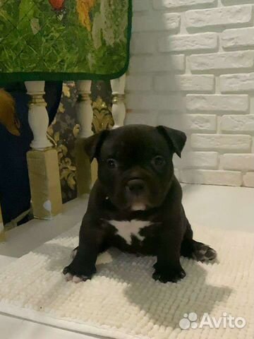 Американский булли дети Брабуса