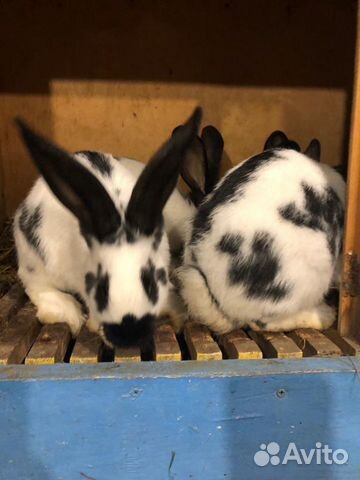 Кролики, ризины, немецкий пёстрый великан, калифор