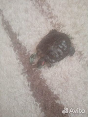 Отдадим в хорошие руки водоплавающую черепаху