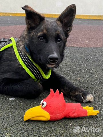 Милый ушастик Эцио ждёт любящую семью