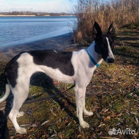 Борзая хортая в добрые руки