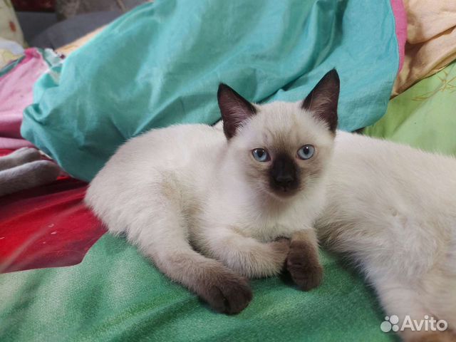 Сиамская кошечка