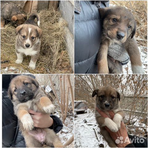 Щенки ищут хозяев (4 девочки и 1 мальчик)