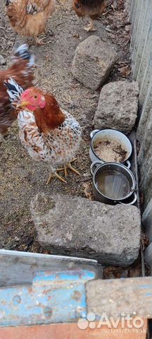 Петушки 7 месячные
