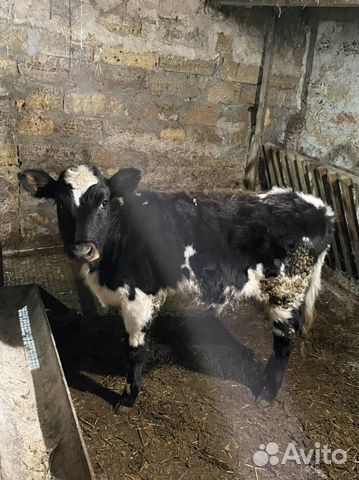 Телка 7мес