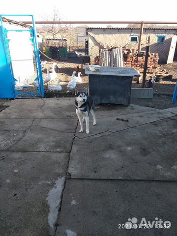 Щенки сибирской хаски