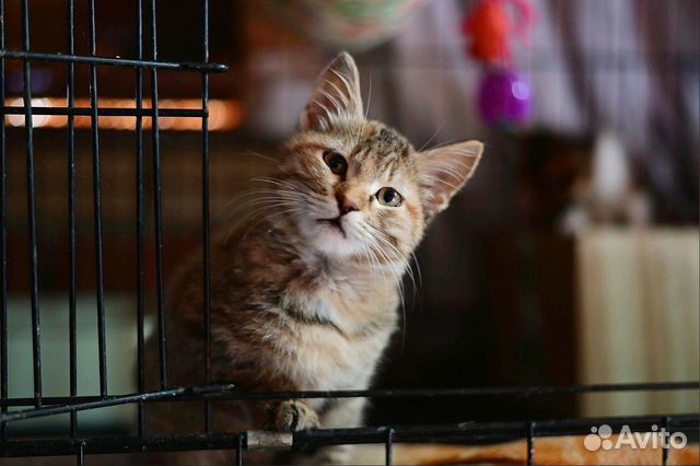 Простое уютное счастье Оленька