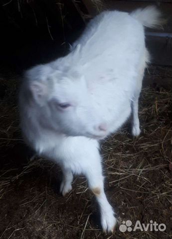 Козы скотные