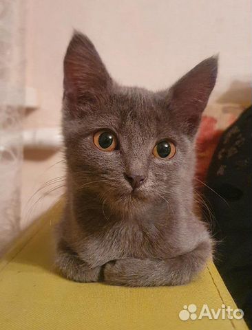 Котёнок