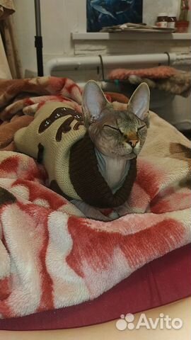 Кот для вязки сфинкс