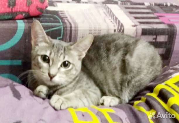 Котёнок девочка серебристого окраса