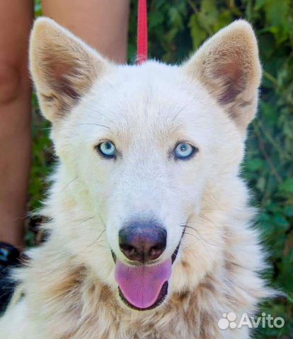 Помесь хаски