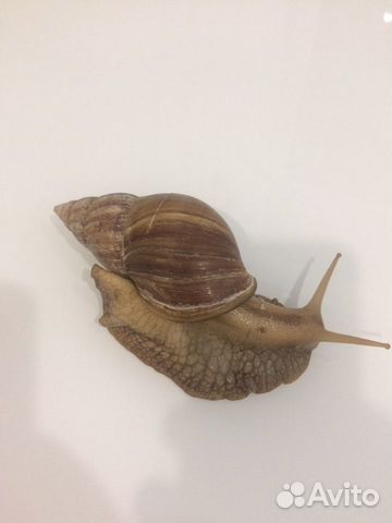 Улитка ахатины