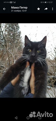 Замерзает молодой котик