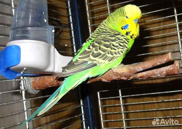 Волнистый попугай чех самец