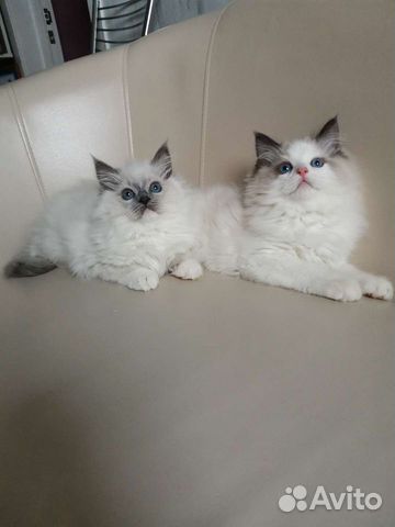 Котята рэгдолл