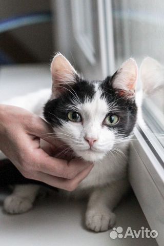 Молодой кот Лукум в добрые руки