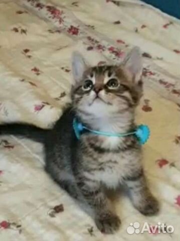 Котенок мальчик полтора месяца