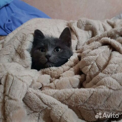 В добрые руки