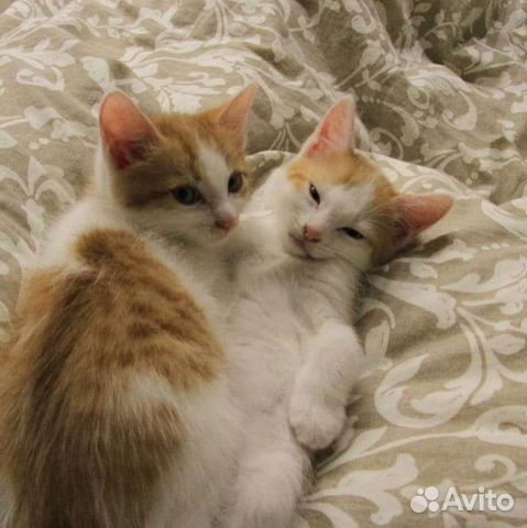Котята в добрые руки