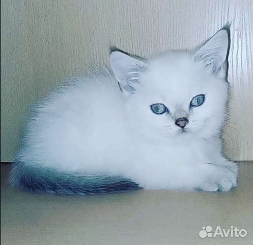 Голубоглазая принцесса