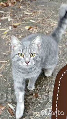 Котёнок серебристо голубой