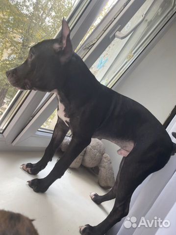 Питбуль щенок